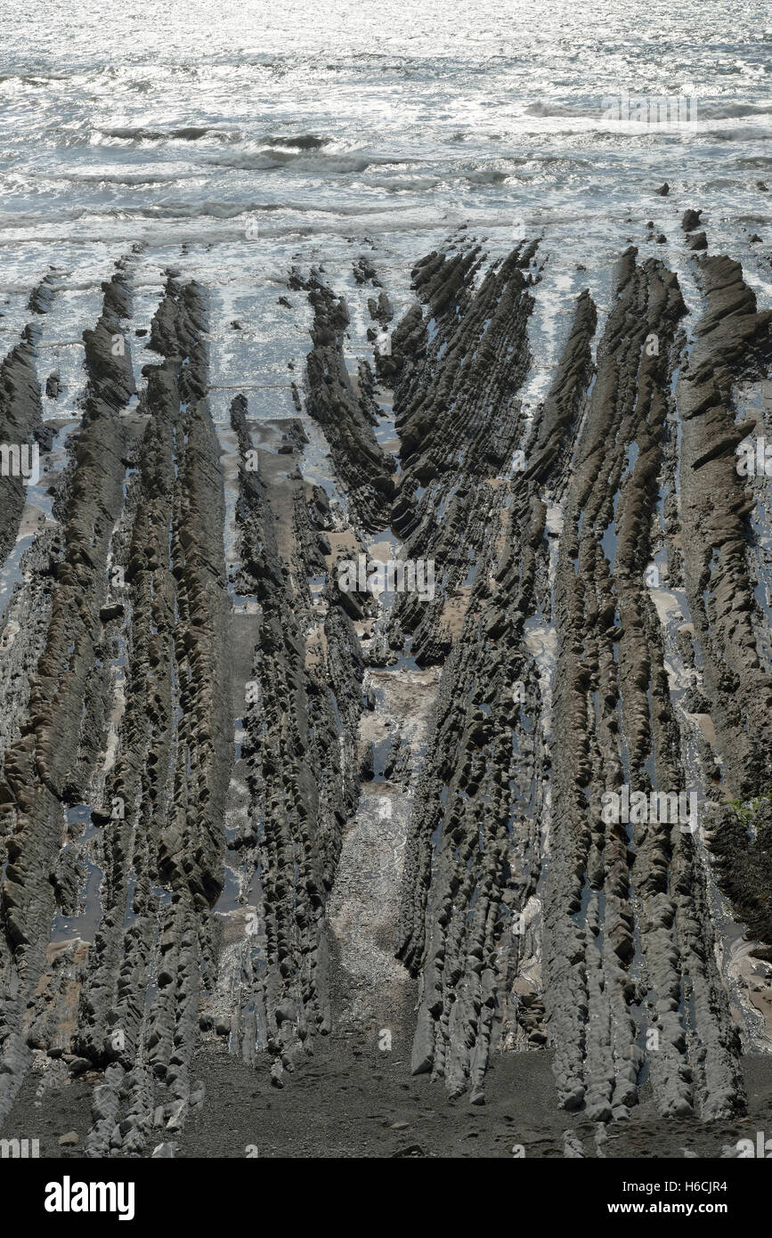 Sharp Dip in Folded Rock Strata lead out to Sea, Welcombe Mouth Beach ...