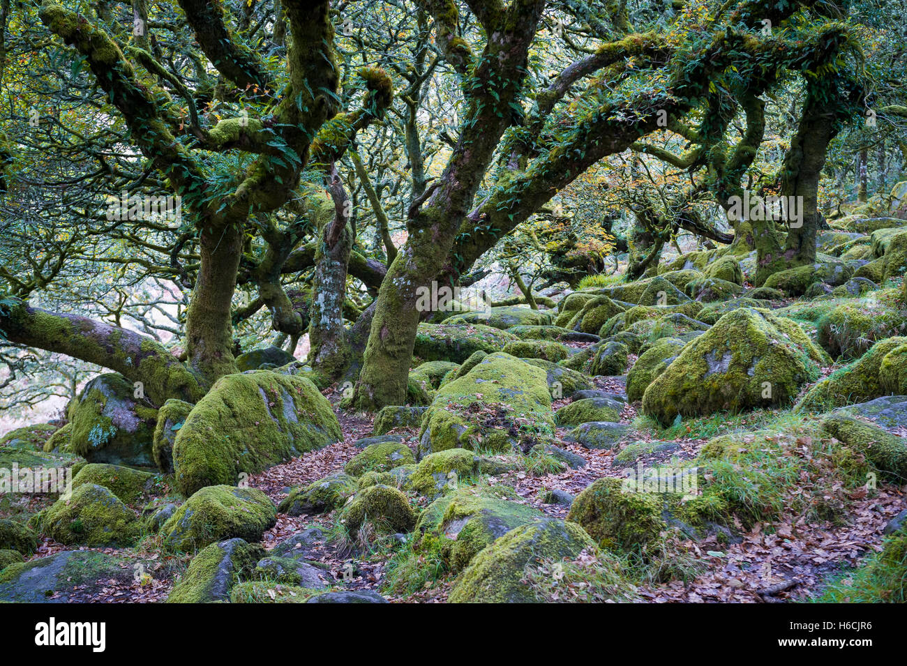 Spooky forest background with stunted, moss-covered trees and rocks ...