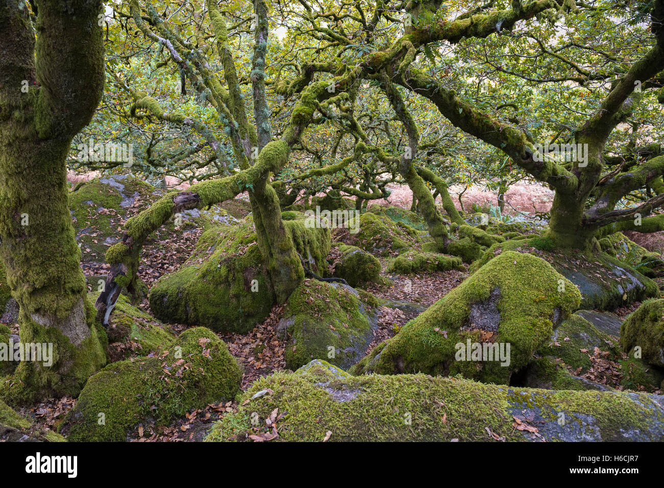 Spooky forest background with stunted, moss-covered trees and rocks ...