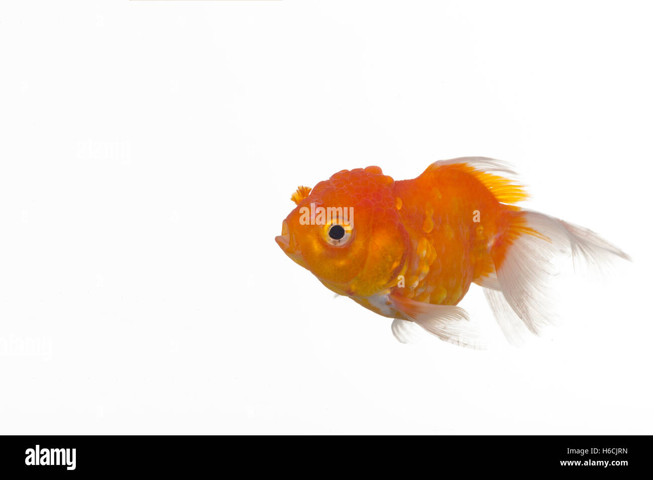Goldfish Cut Out Stock Images & Pictures - Alamy