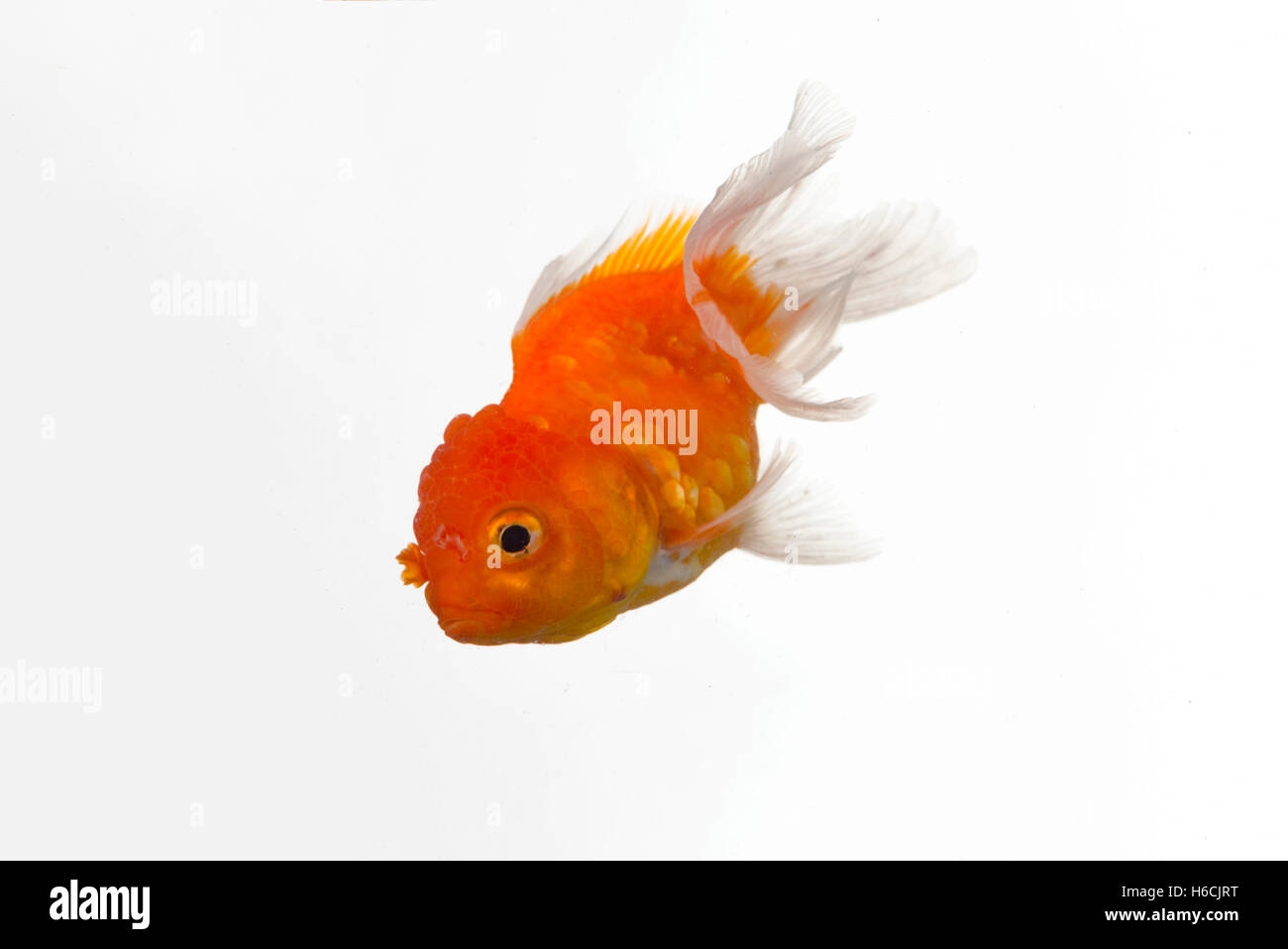 Beautiful goldfish isolated on white background Stock Photo - Alamy