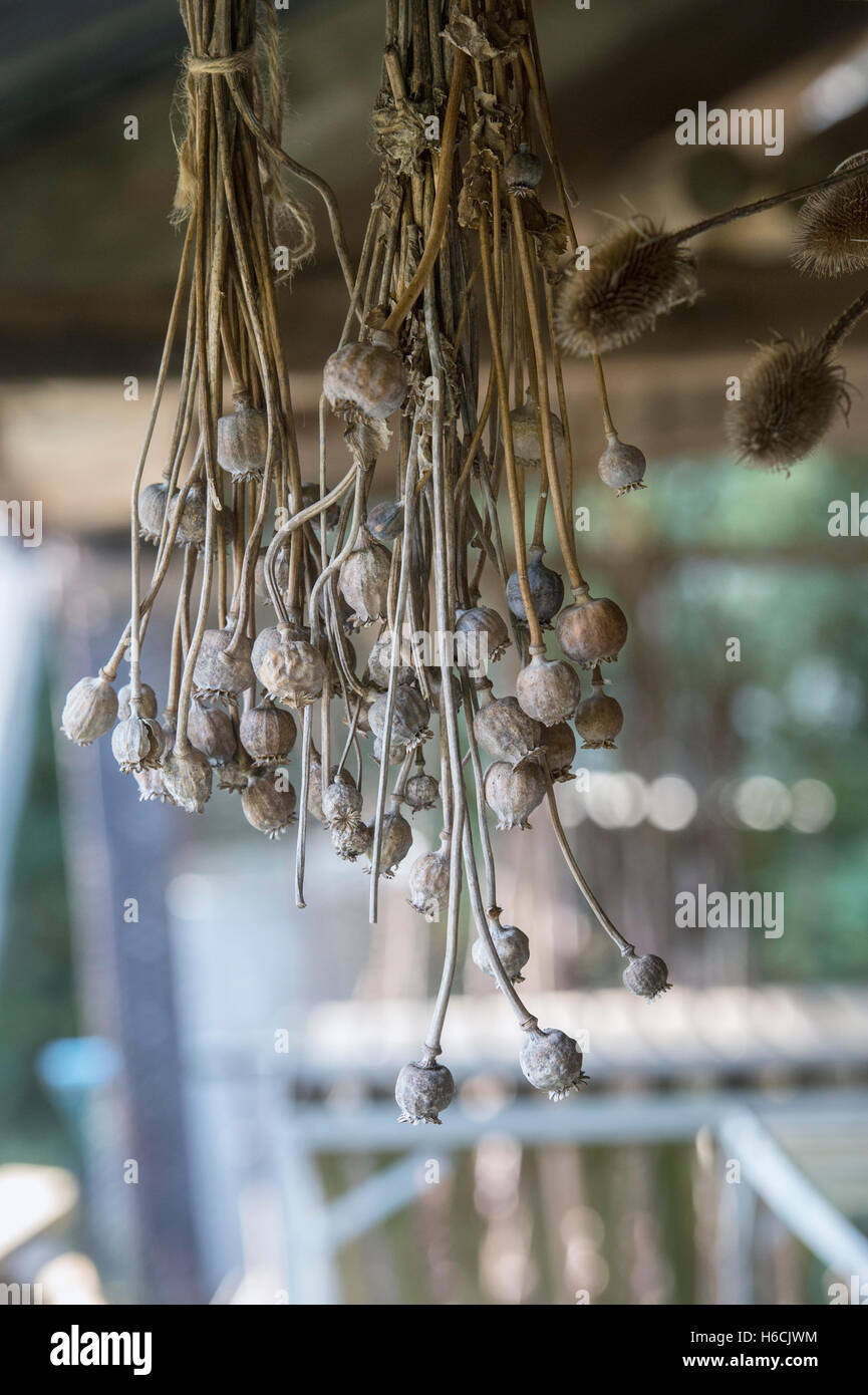 Hanging seed pods hi-res stock photography and images - Alamy