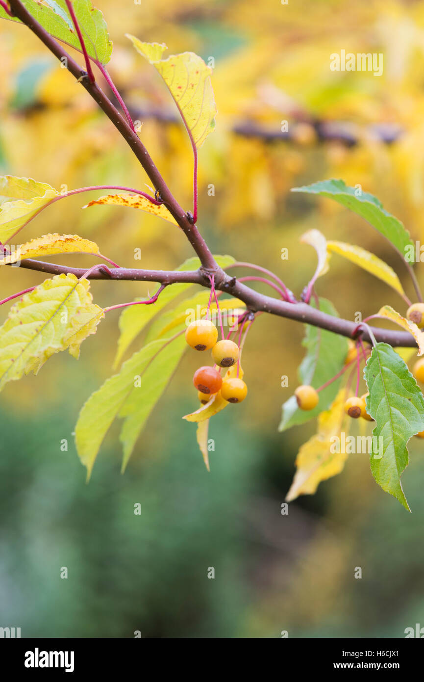 Malus transitoria. Cut leaf crabapple tree with fruit in autumn Stock ...
