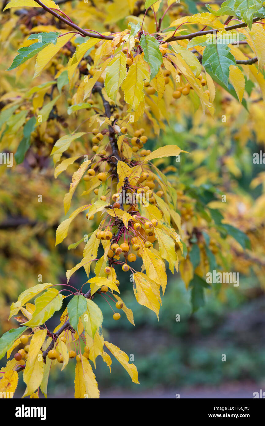 Malus transitoria. Cut leaf crabapple tree with fruit in autumn Stock ...