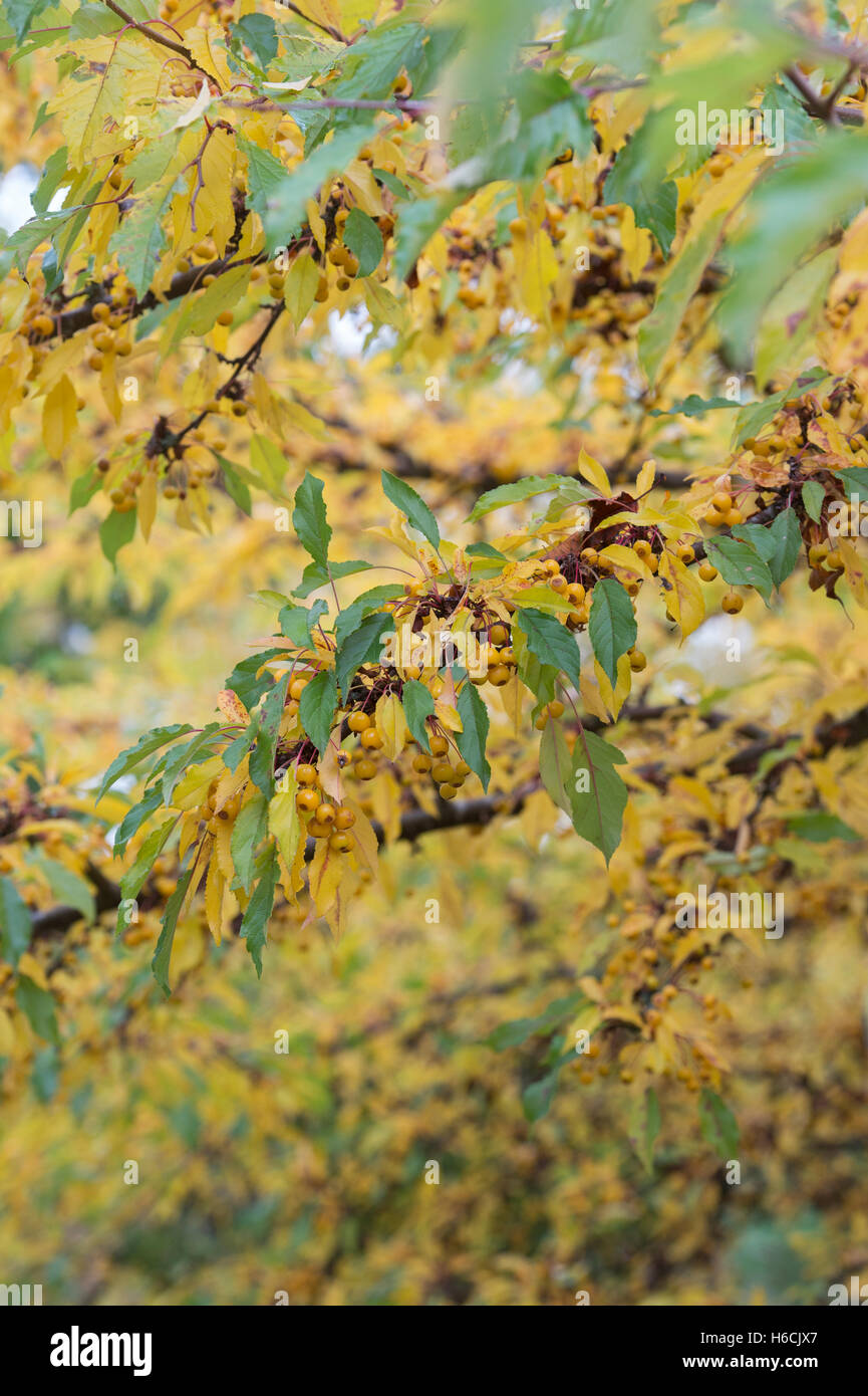 Malus transitoria. Cut leaf crabapple tree with fruit in autumn Stock ...