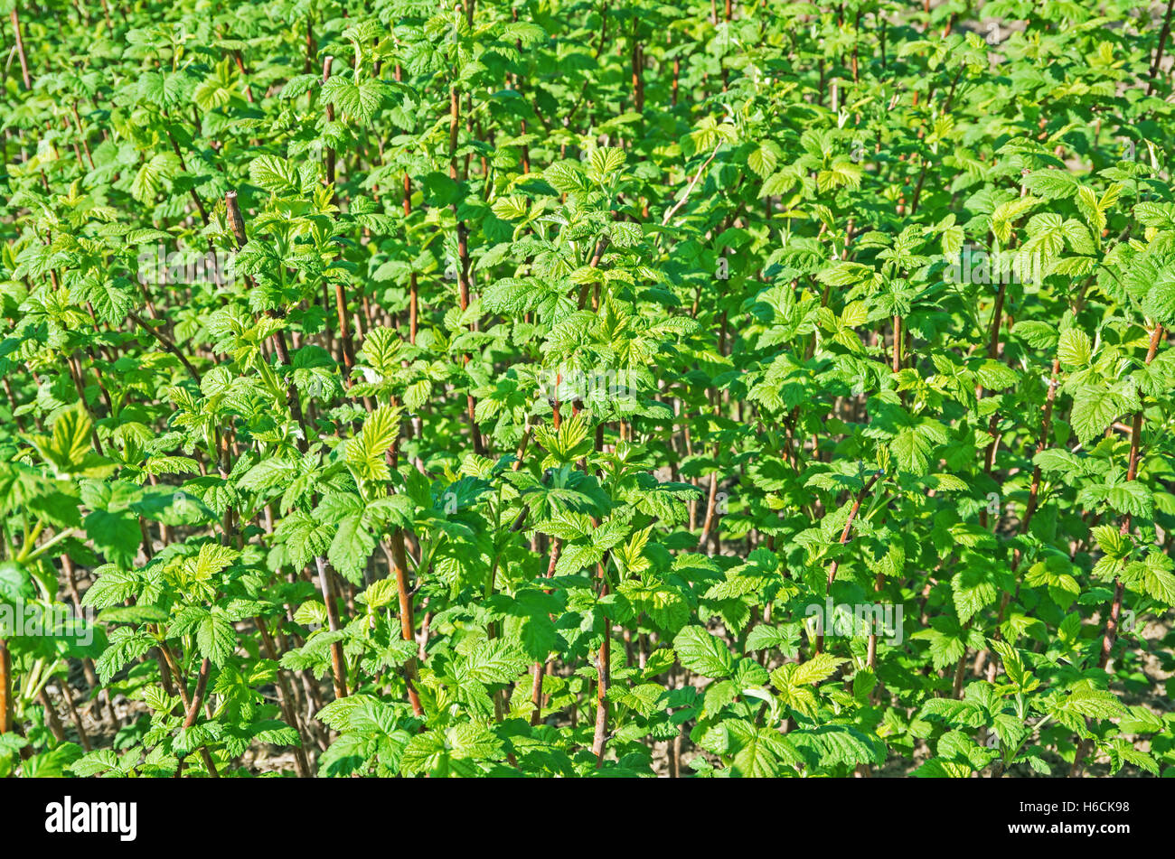 Background of the growing bushes of raspberries in early spring in the ...