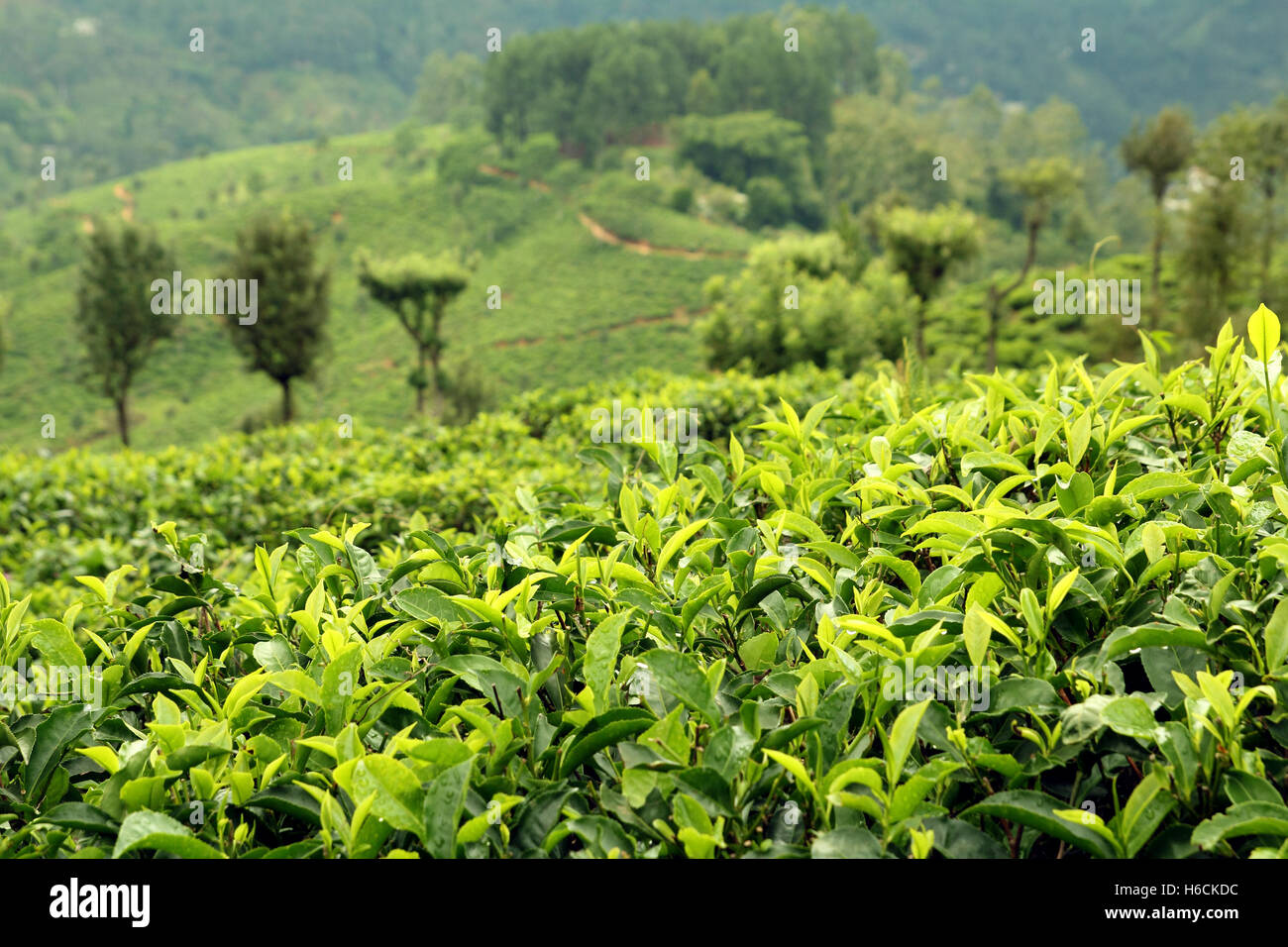 Assam tea plantation india hi-res stock photography and images - Alamy