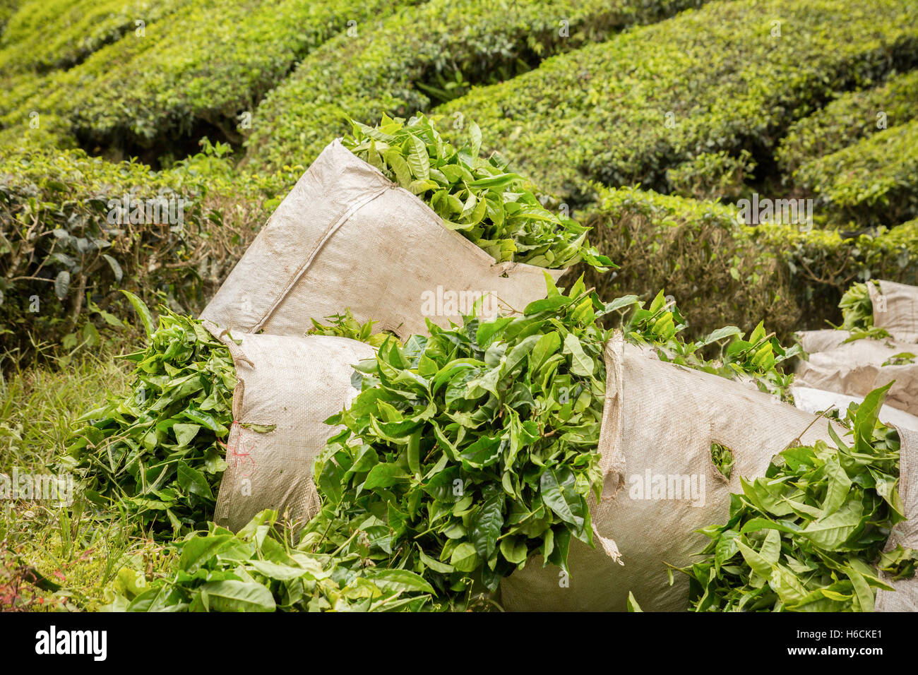 Crop farm closeup hi-res stock photography and images - Alamy