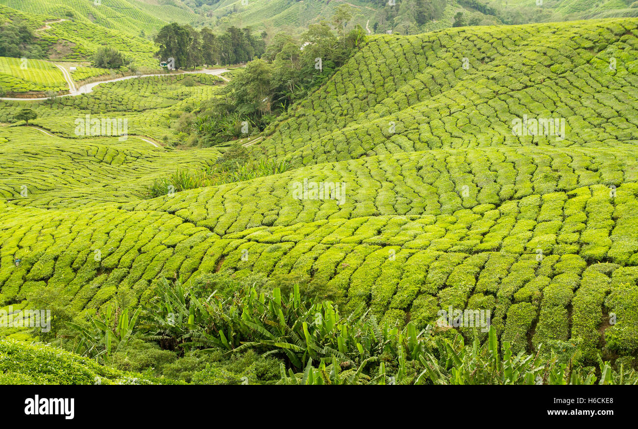munnar tea plantations Stock Photo - Alamy