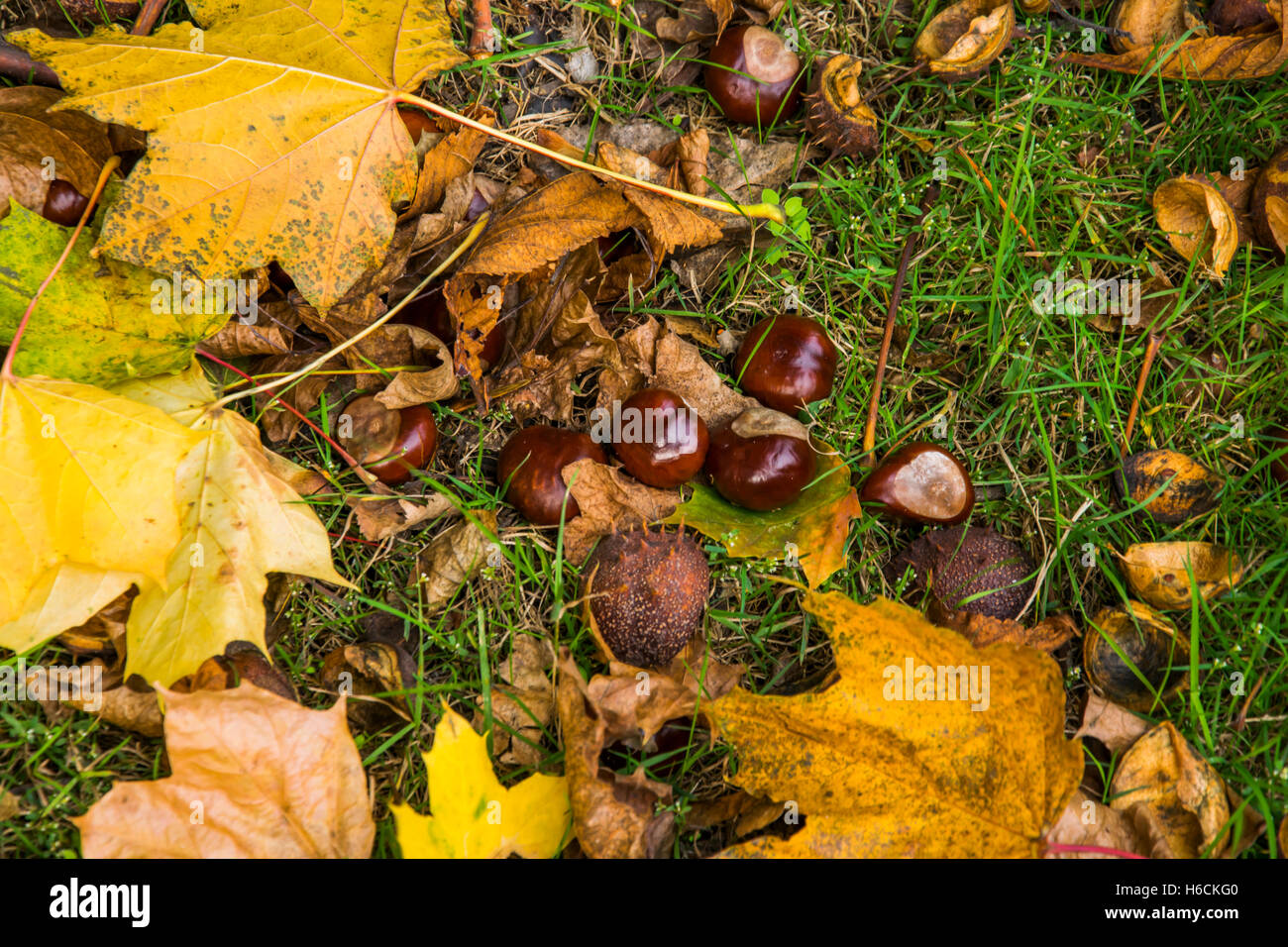 Daylight autumn scene taken in the forest showing the ground covered ...