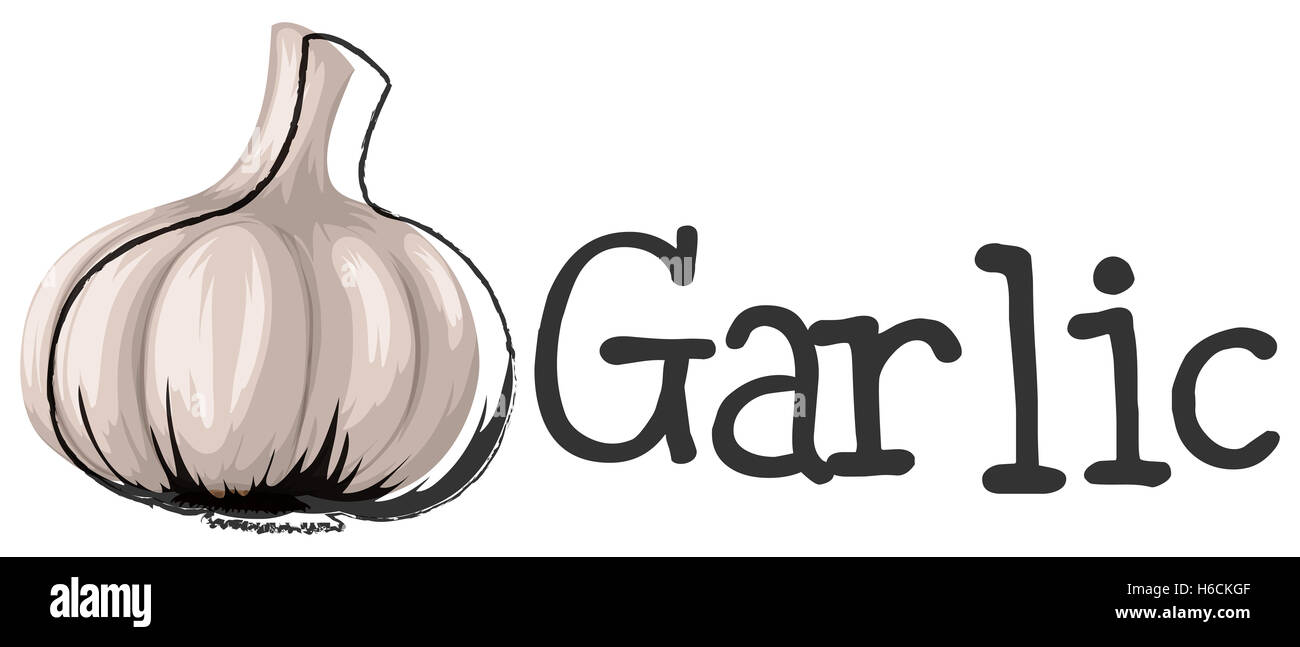 Label design with fresh garlic illustration Stock Photo - Alamy