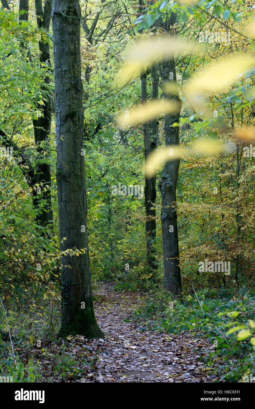Ufton Fields Nature Reserve in autumn, Warwickshire, England, UK Stock ...