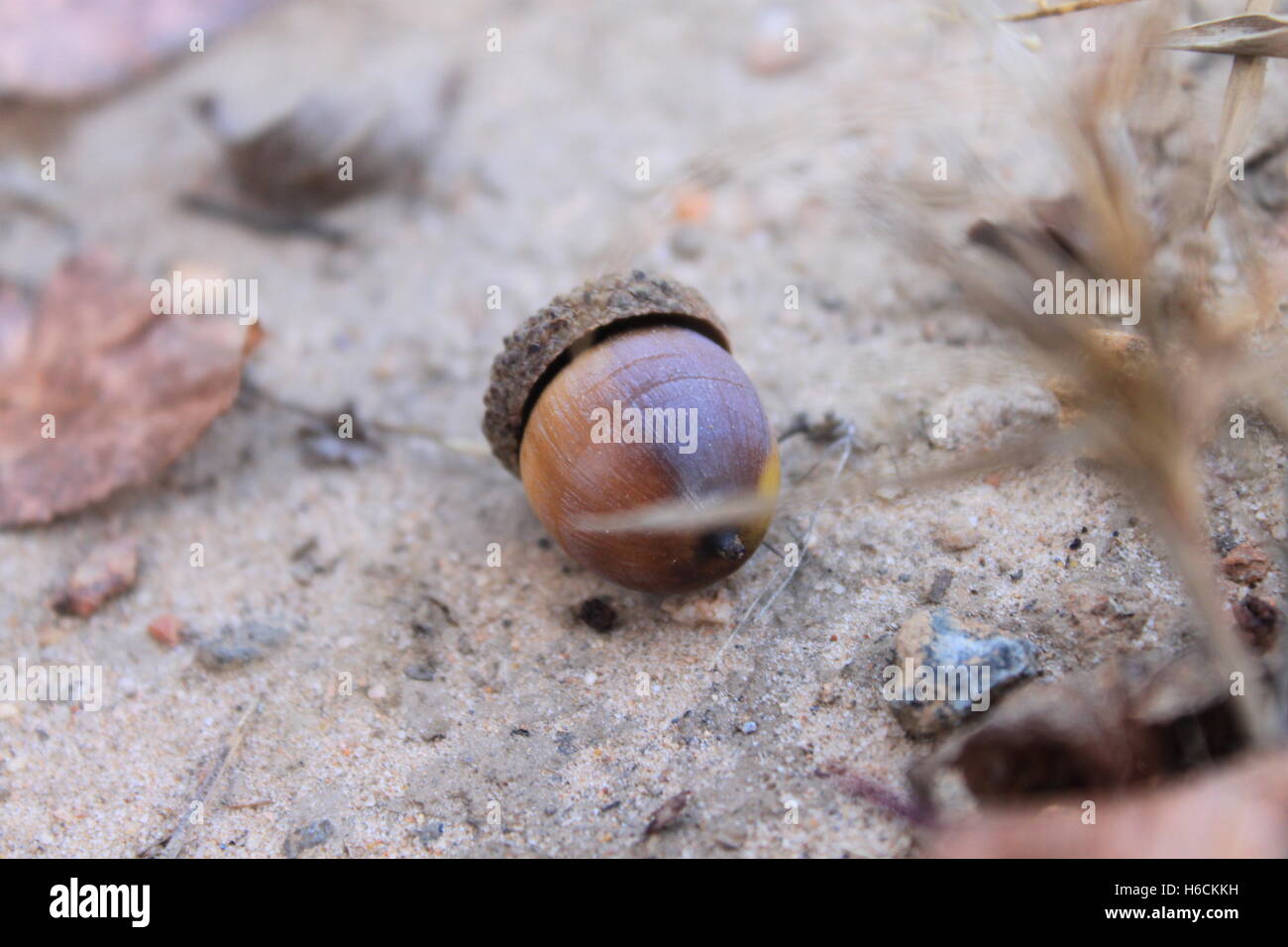 Quercus alba hi-res stock photography and images - Alamy