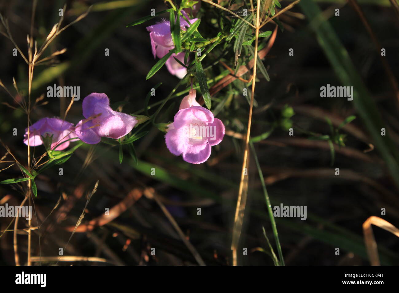 A small pink Slender Gerardia wild flower (Agalinis tenuifolia Stock ...