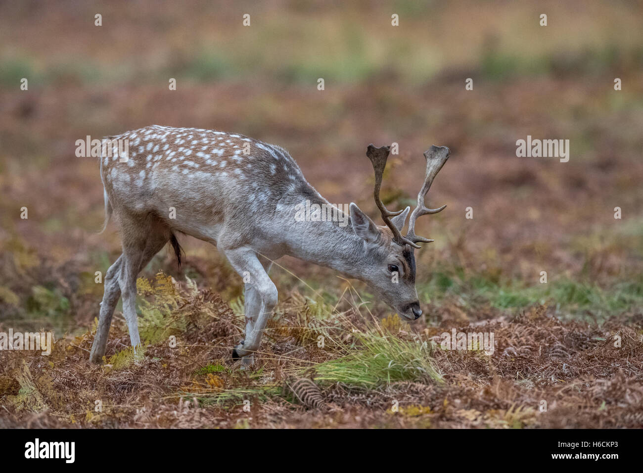 Young male Fallow deer Buck with its small antlers Stock Photo - Alamy
