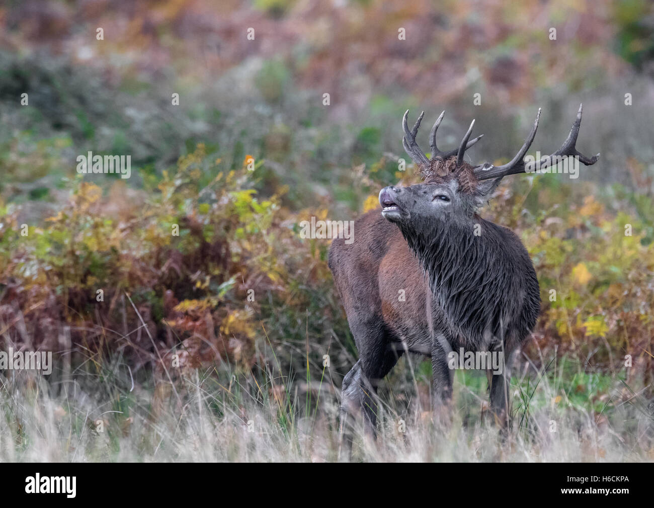 Mature Red Deer during the rutting season Stock Photo - Alamy