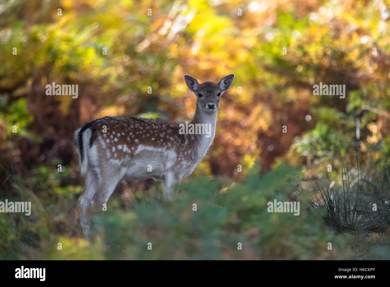 Female Doe Fallow deer Stock Photo - Alamy