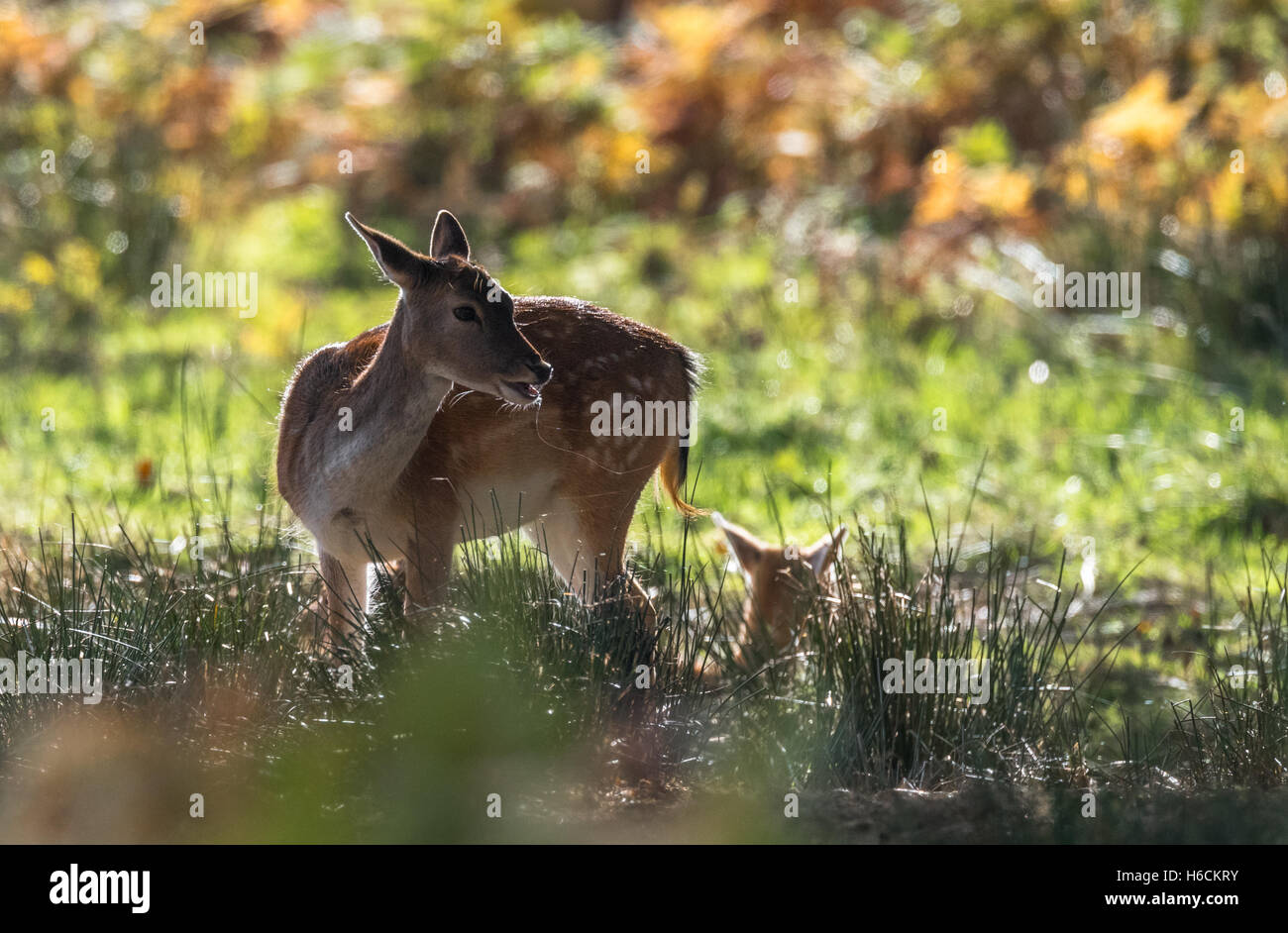 Female Doe Fallow deer with young fawn Stock Photo - Alamy