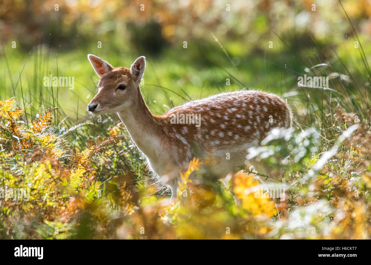 Female Doe Fallow deer Stock Photo - Alamy