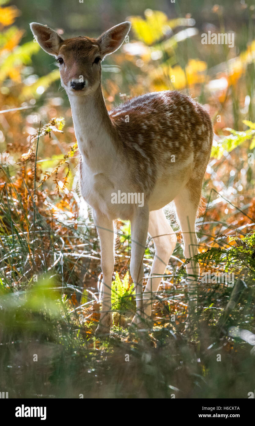 Female fallow doe hi-res stock photography and images - Alamy