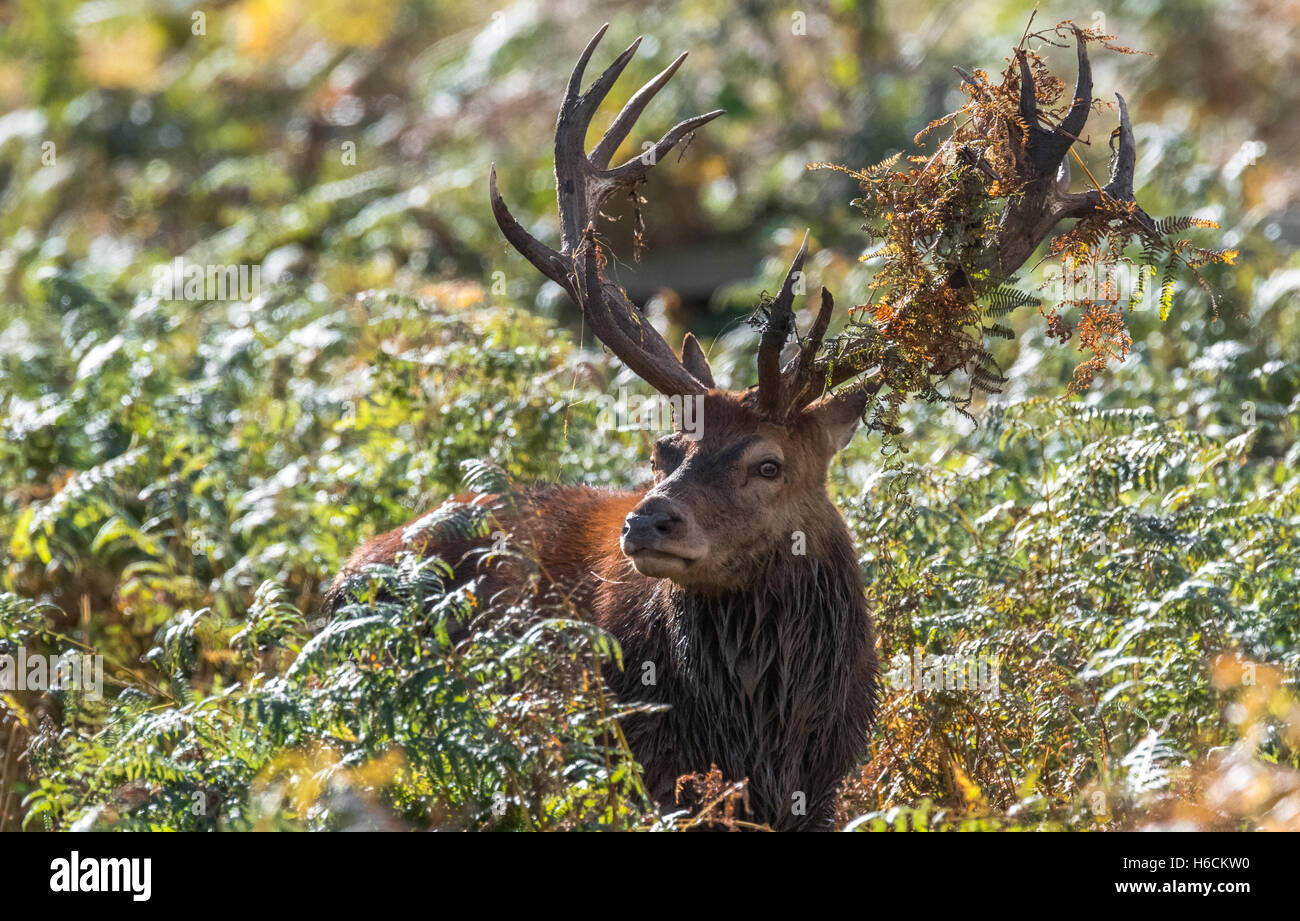 Mature Red Deer during the rutting season Stock Photo - Alamy