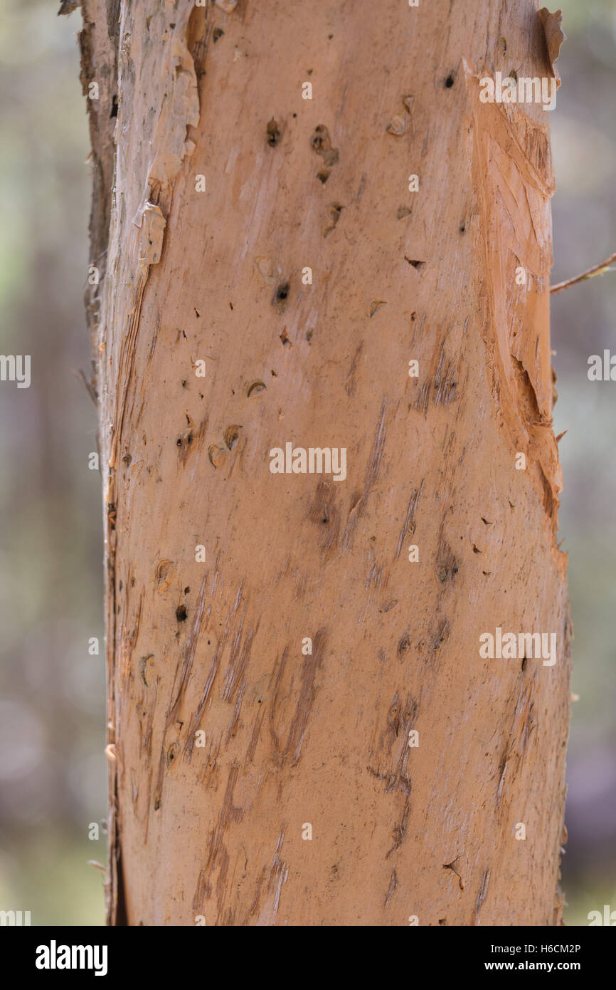 Paper Bark Tree, Australian Native, tree grows wild in the Australian ...