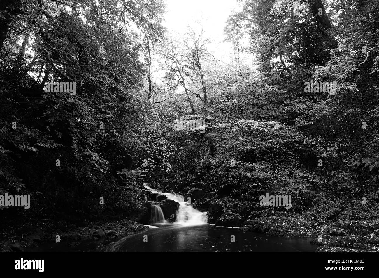 Trout in a river Black and White Stock Photos & Images - Alamy