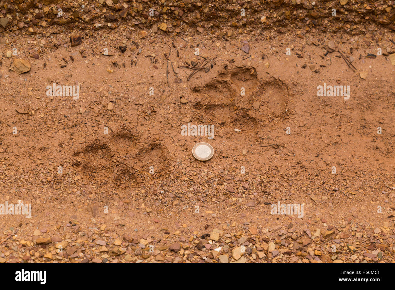 Wolf tracks hi-res stock photography and images - Alamy