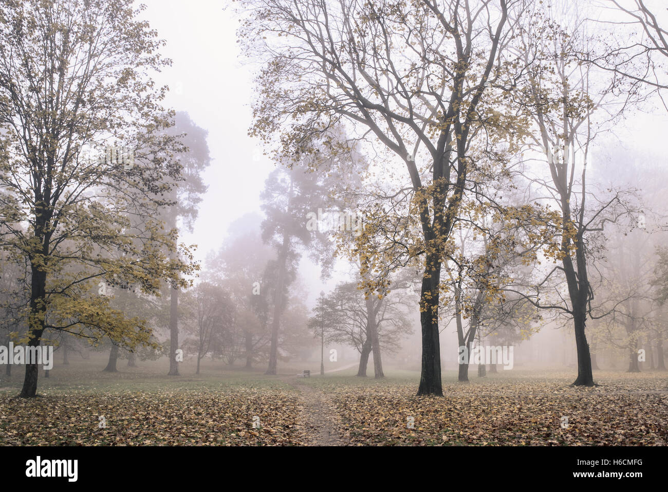 Magical Autumn Forest. Park. Beautiful Scene. Foggi morning Stock Photo ...