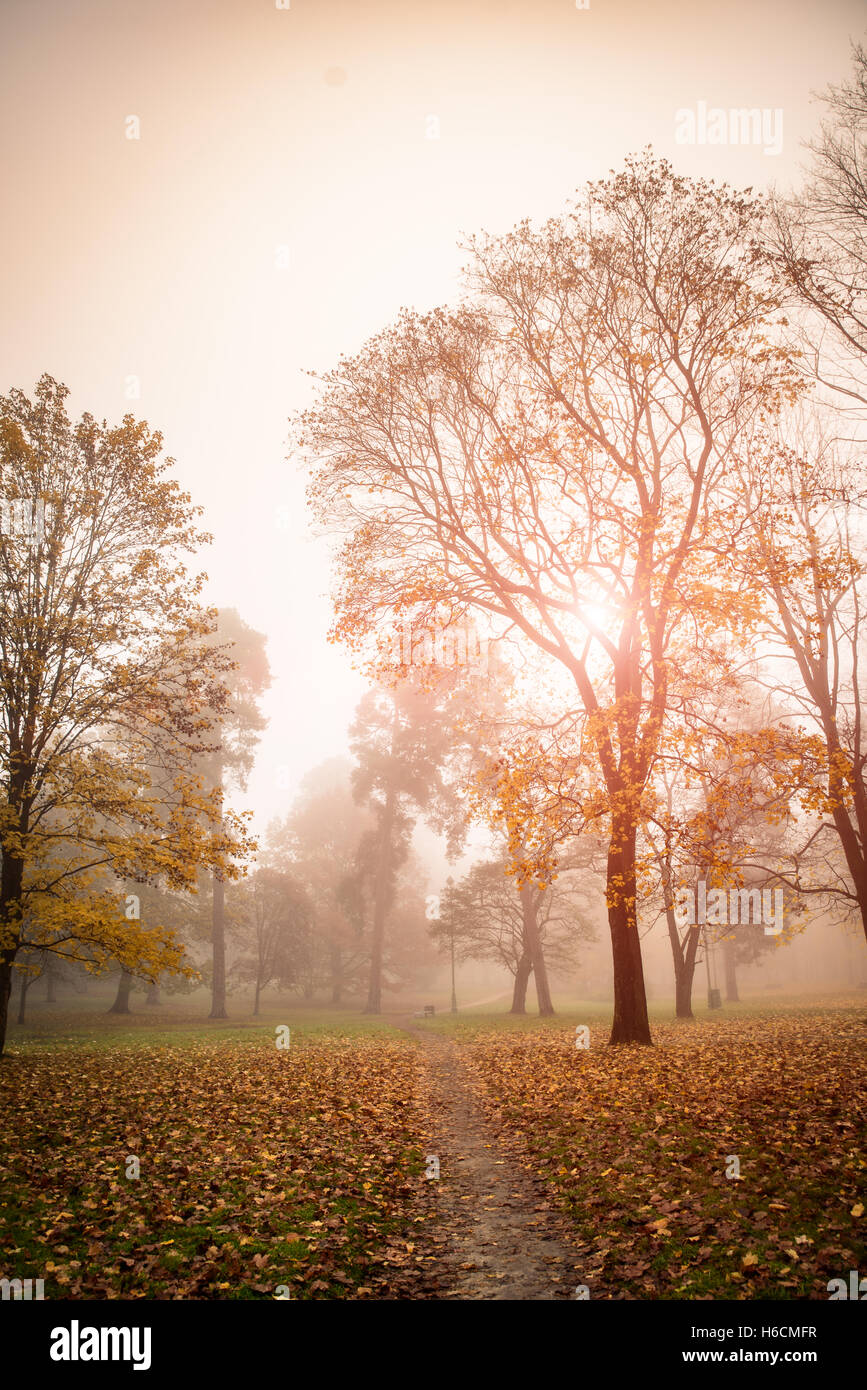 Magical Autumn Forest. Park. Beautiful Scene. Foggi morning, Sunrise ...