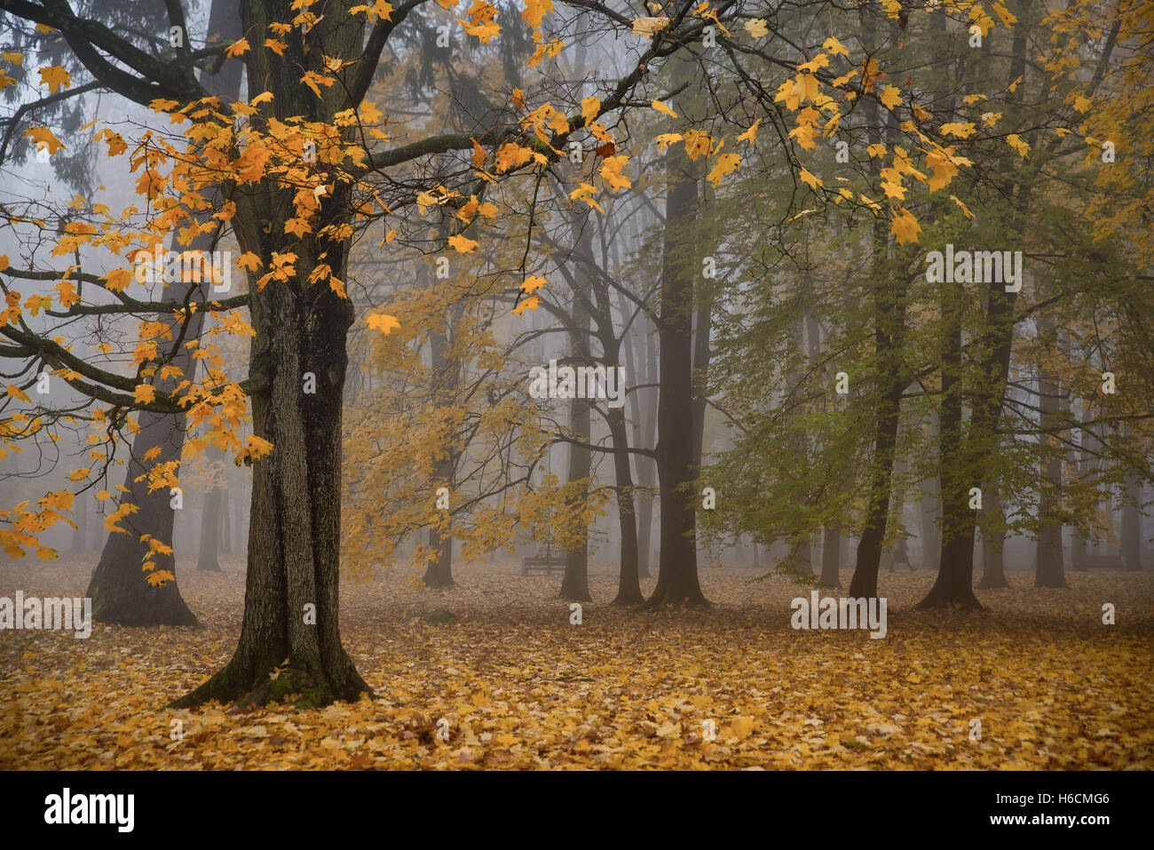 Magical Autumn Forest. Park. Beautiful Scene. Foggi morning Stock Photo ...