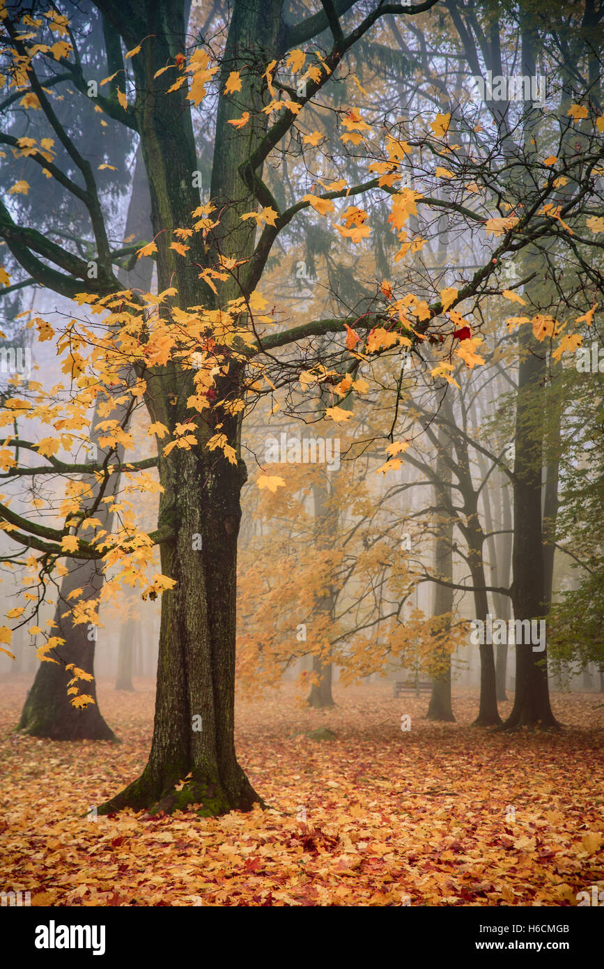 Magical Autumn Forest. Park. Beautiful Scene. Foggi morning Stock Photo ...