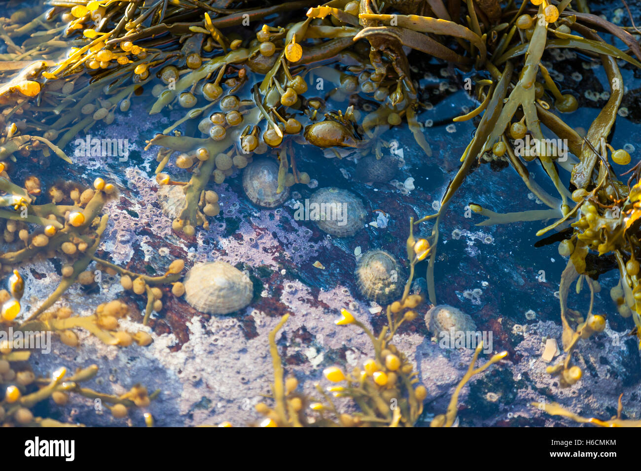 Sea life at Tjeldsund Fjord, Lofoten Islands Norway Stock Photo - Alamy