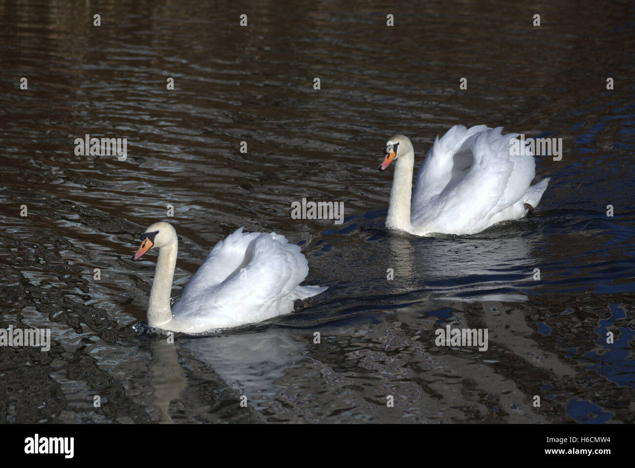 Color of swans hi-res stock photography and images - Alamy