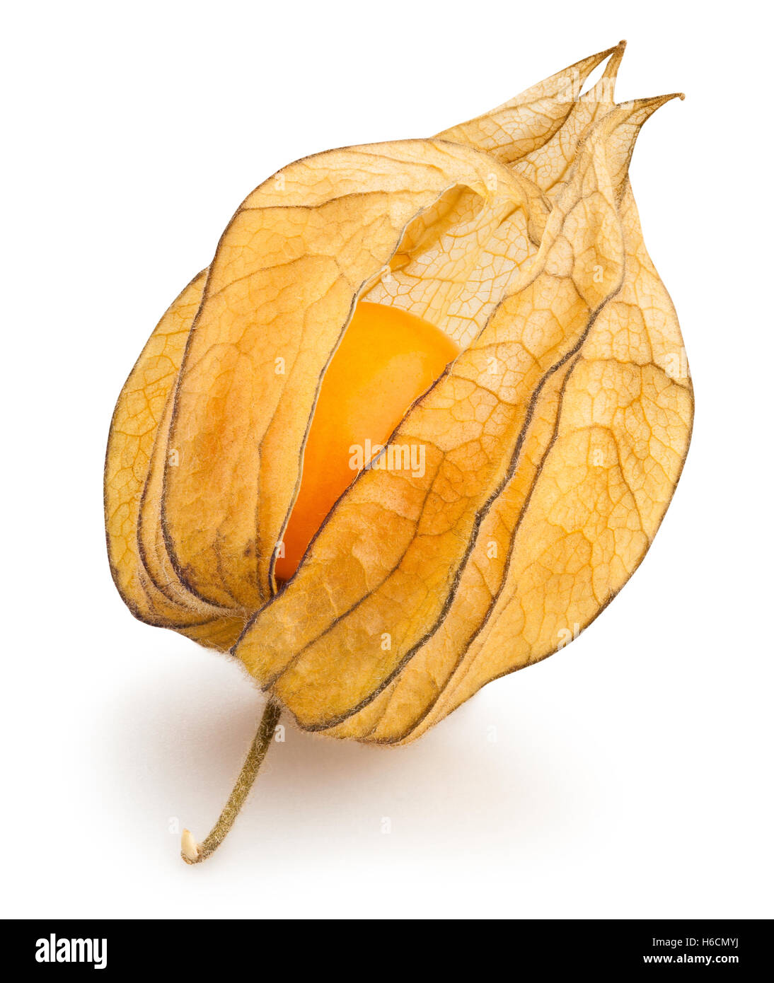 Physalis fruit berry Cut Out Stock Images & Pictures - Alamy