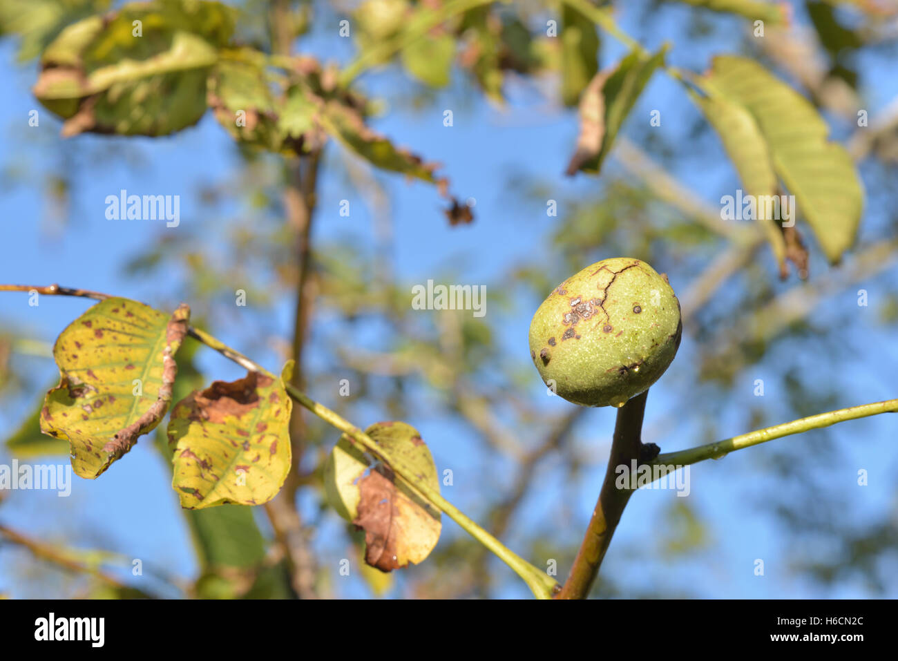 Walnut tree with ripe walnuts in green shell Stock Photo - Alamy