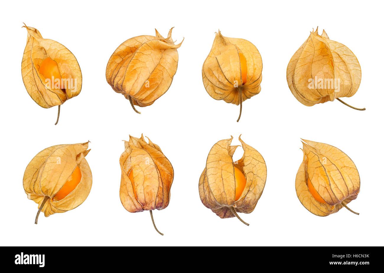 Physalis hi-res stock photography and images - Alamy