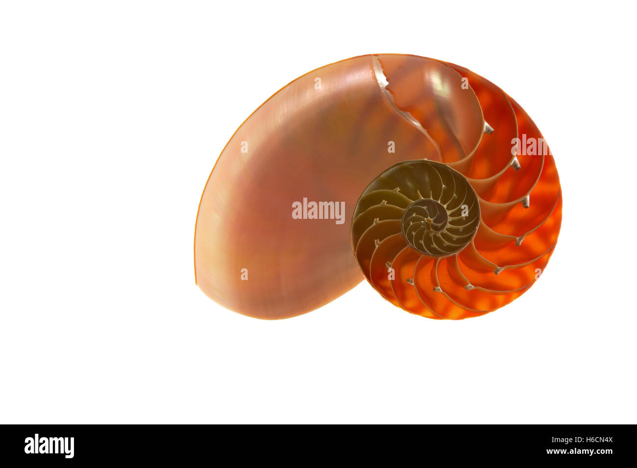 Nautilus shell section isollated on white background Stock Photo - Alamy