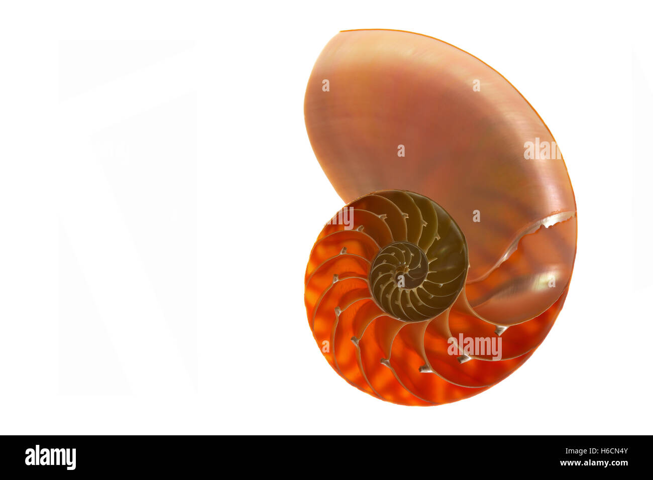 Nautilus shell section isollated on white background Stock Photo - Alamy
