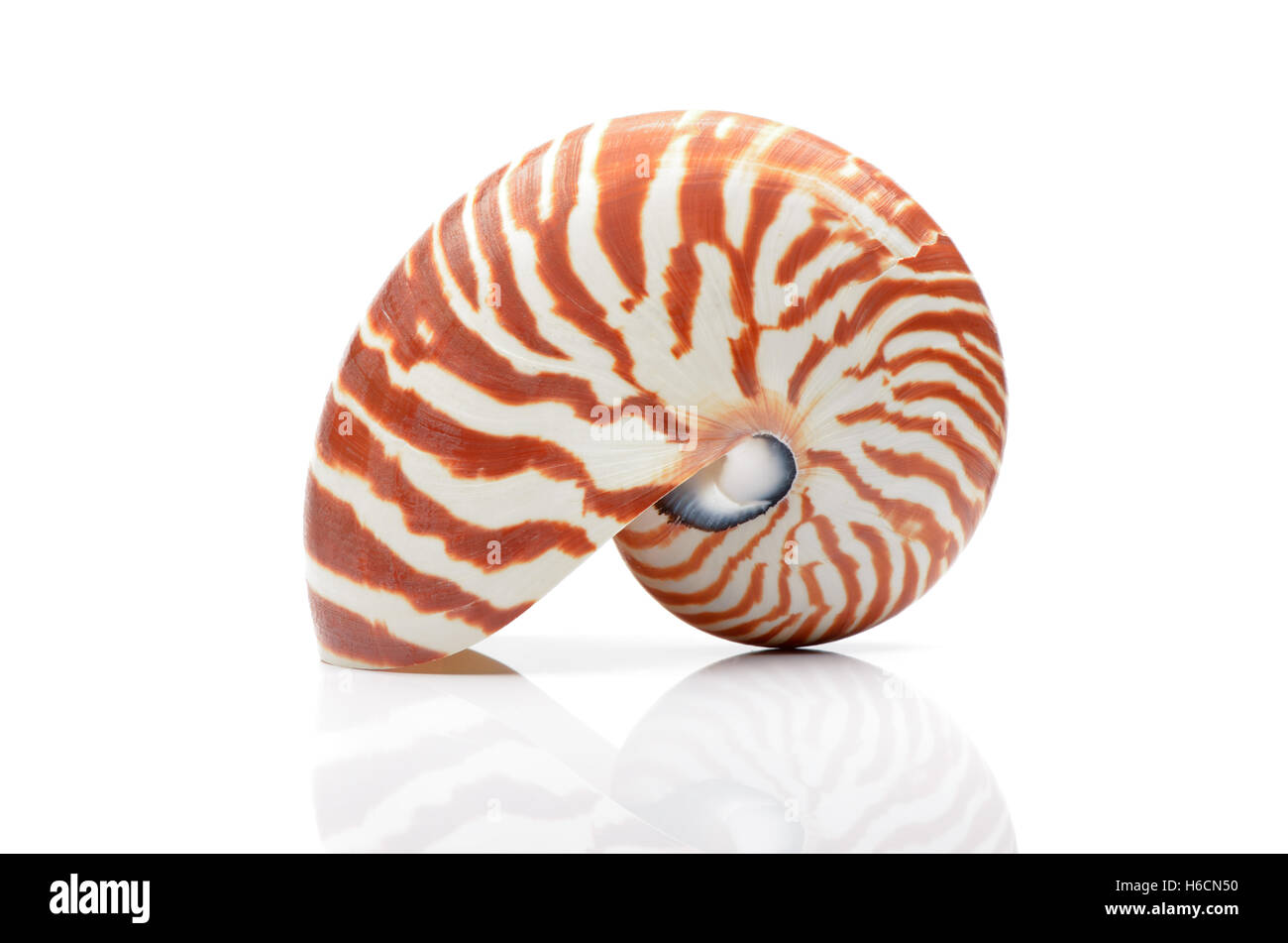 Nautilus shell hi-res stock photography and images - Alamy