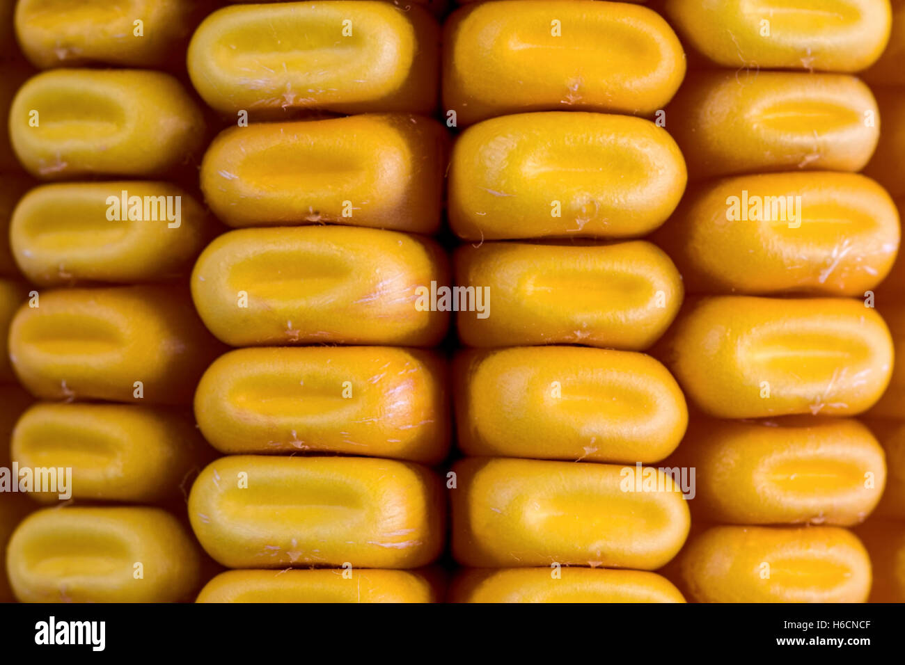 Corn Cob Close Up. Ear of Corn Macro Background Stock Photo - Alamy