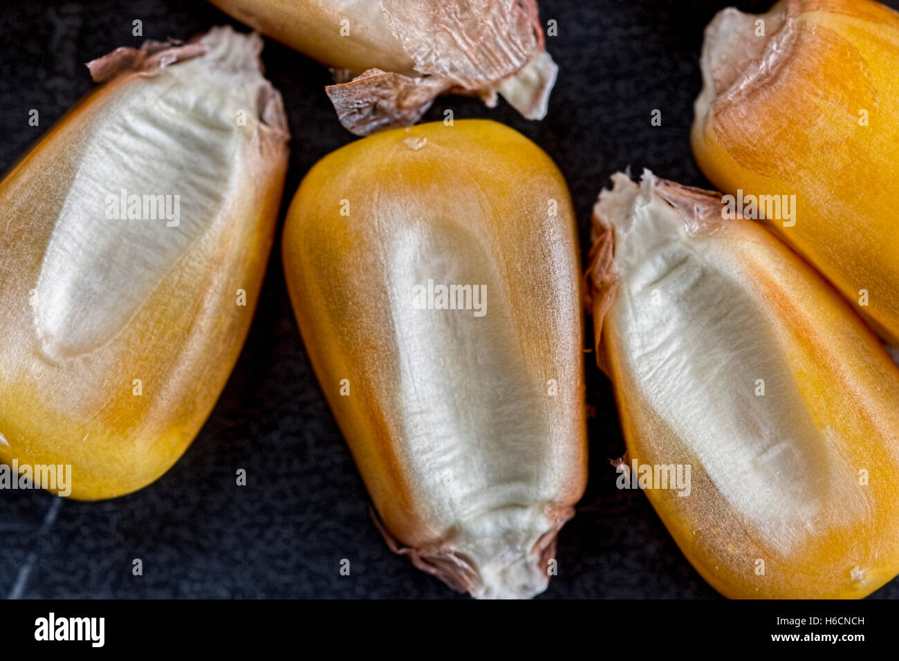 Corn Seed Close Up. Grains of Ripe Corn on Dark Stone Background Stock ...