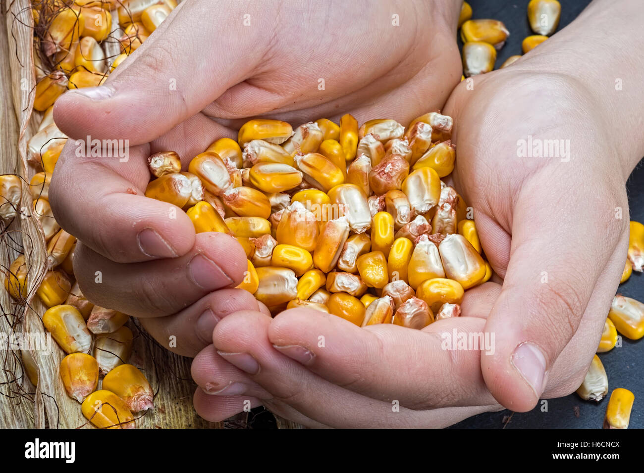 Corn Grains in Hands on Rustic Background. Good Harvest Stock Photo - Alamy