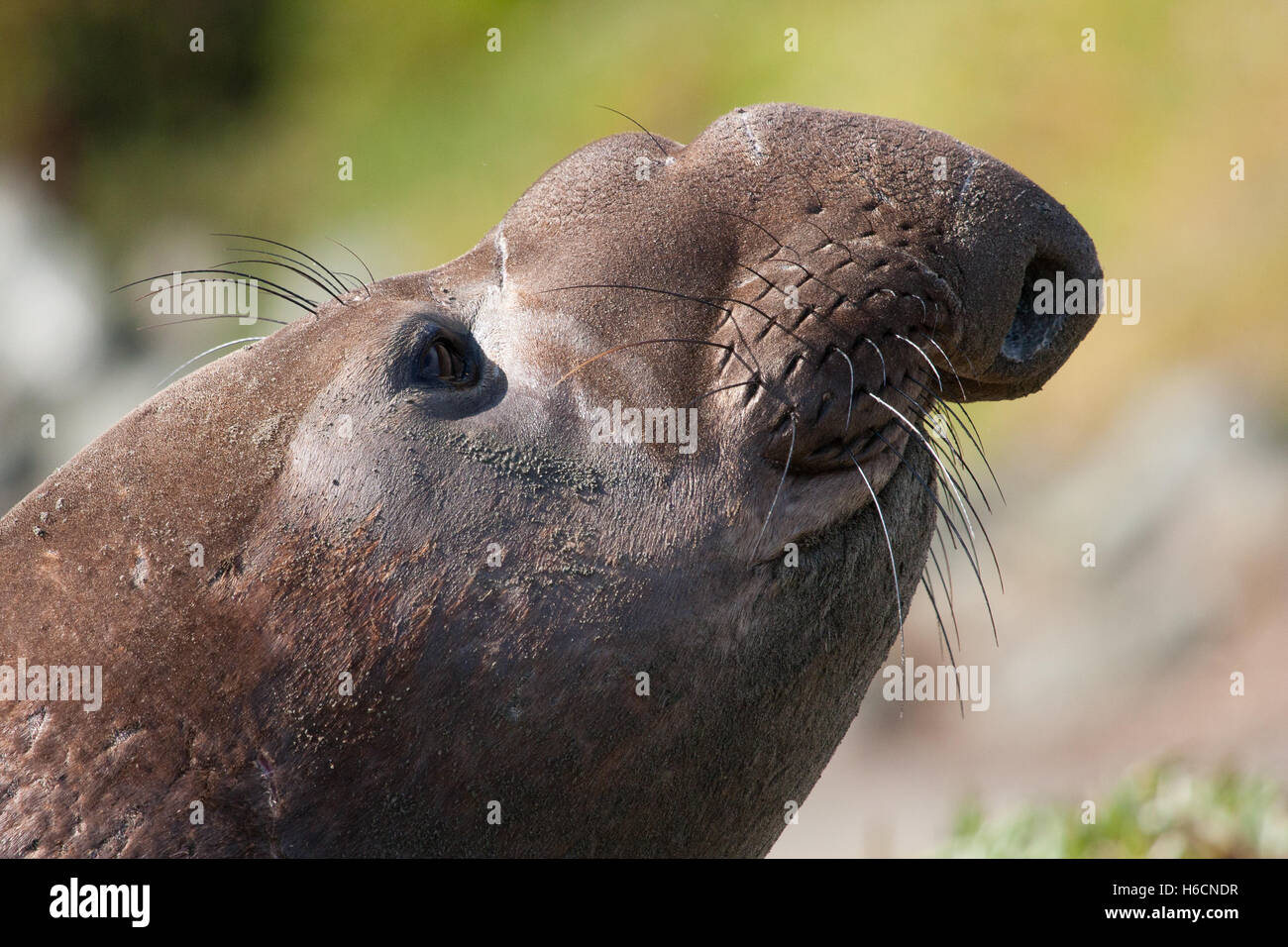 Seal skin close up hi-res stock photography and images - Alamy
