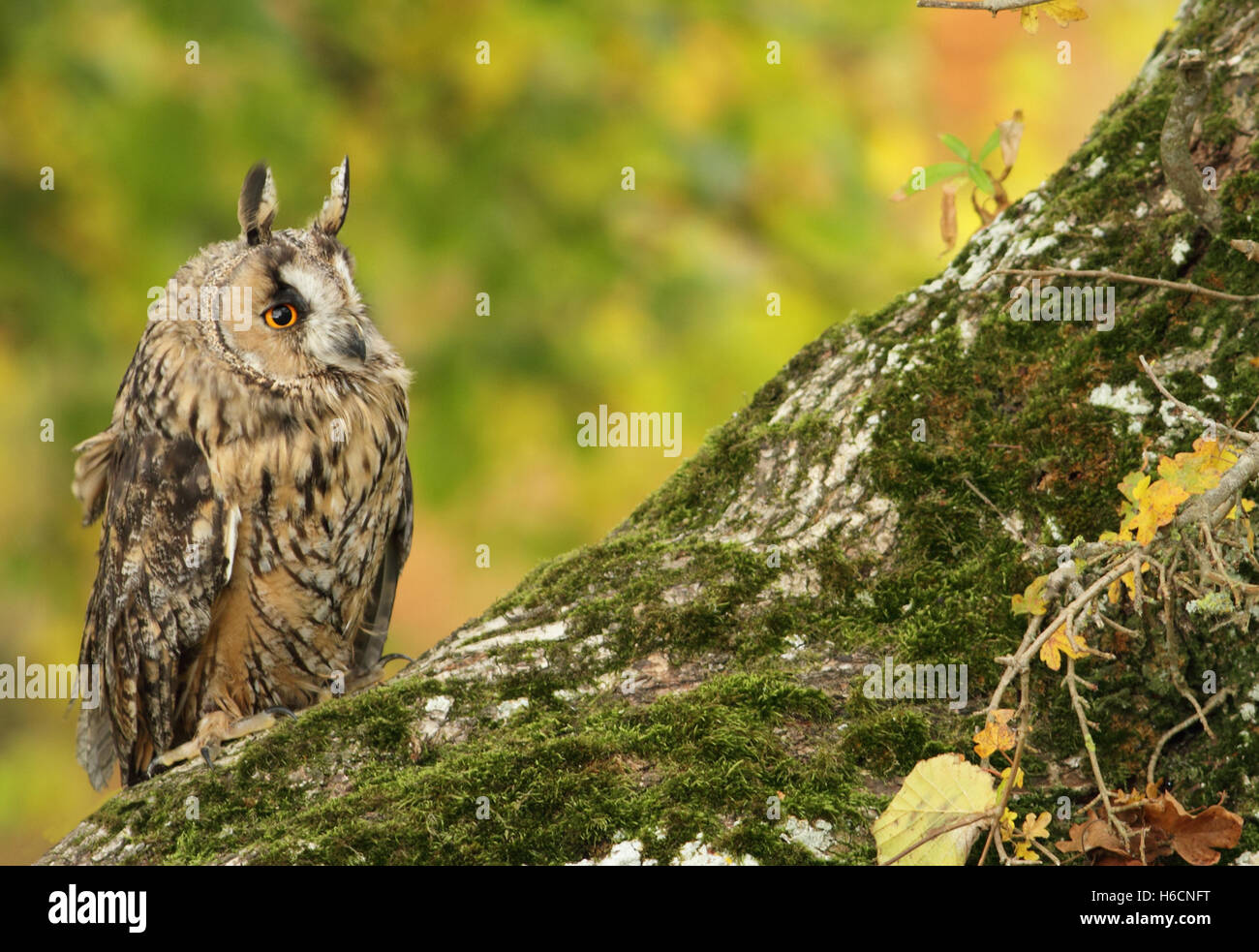 Long Eared Owl against the changing leaves if Autumn Stock Photo - Alamy