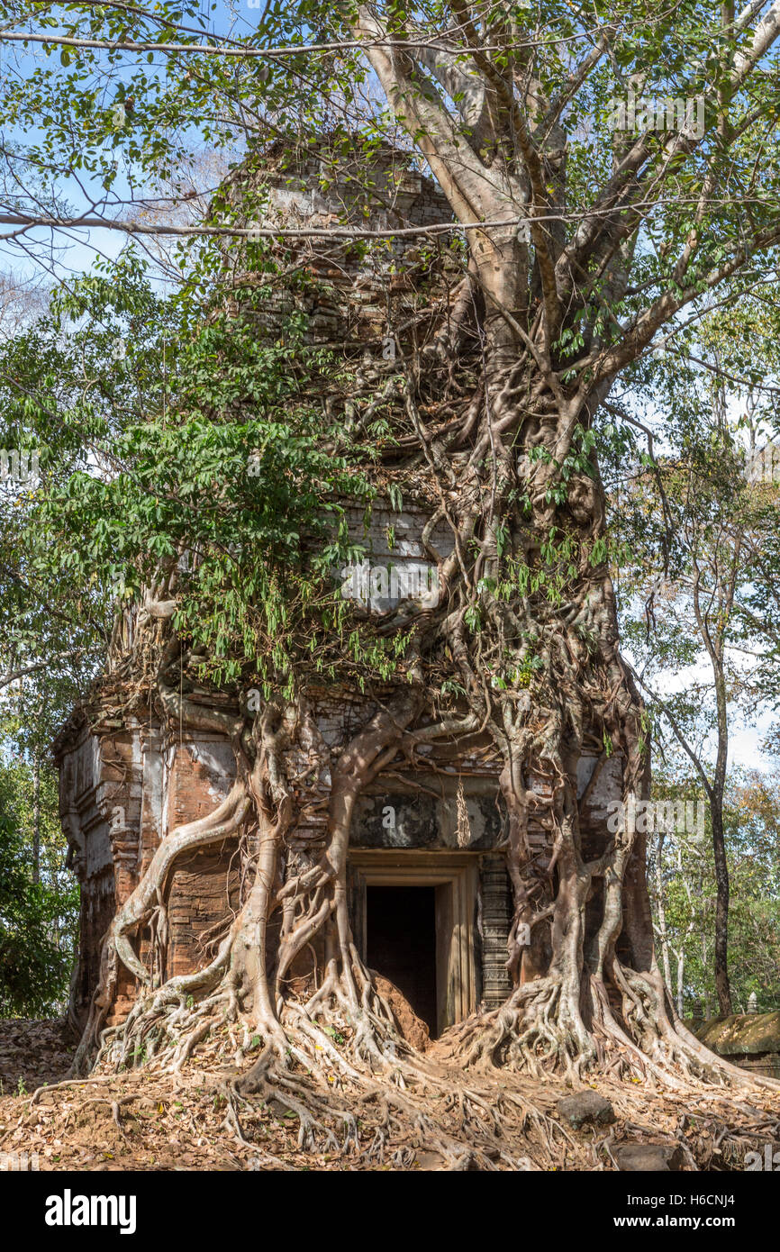 Main sanctuary with Tetrameles tree, early 10th century Hindu temples ...