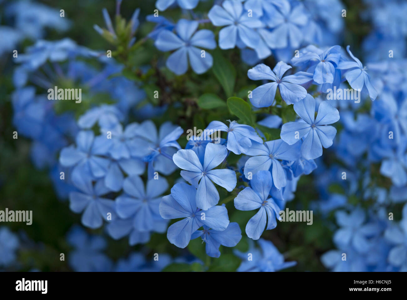 Potted plumbago flowers at entrance to a church Stock Photo - Alamy