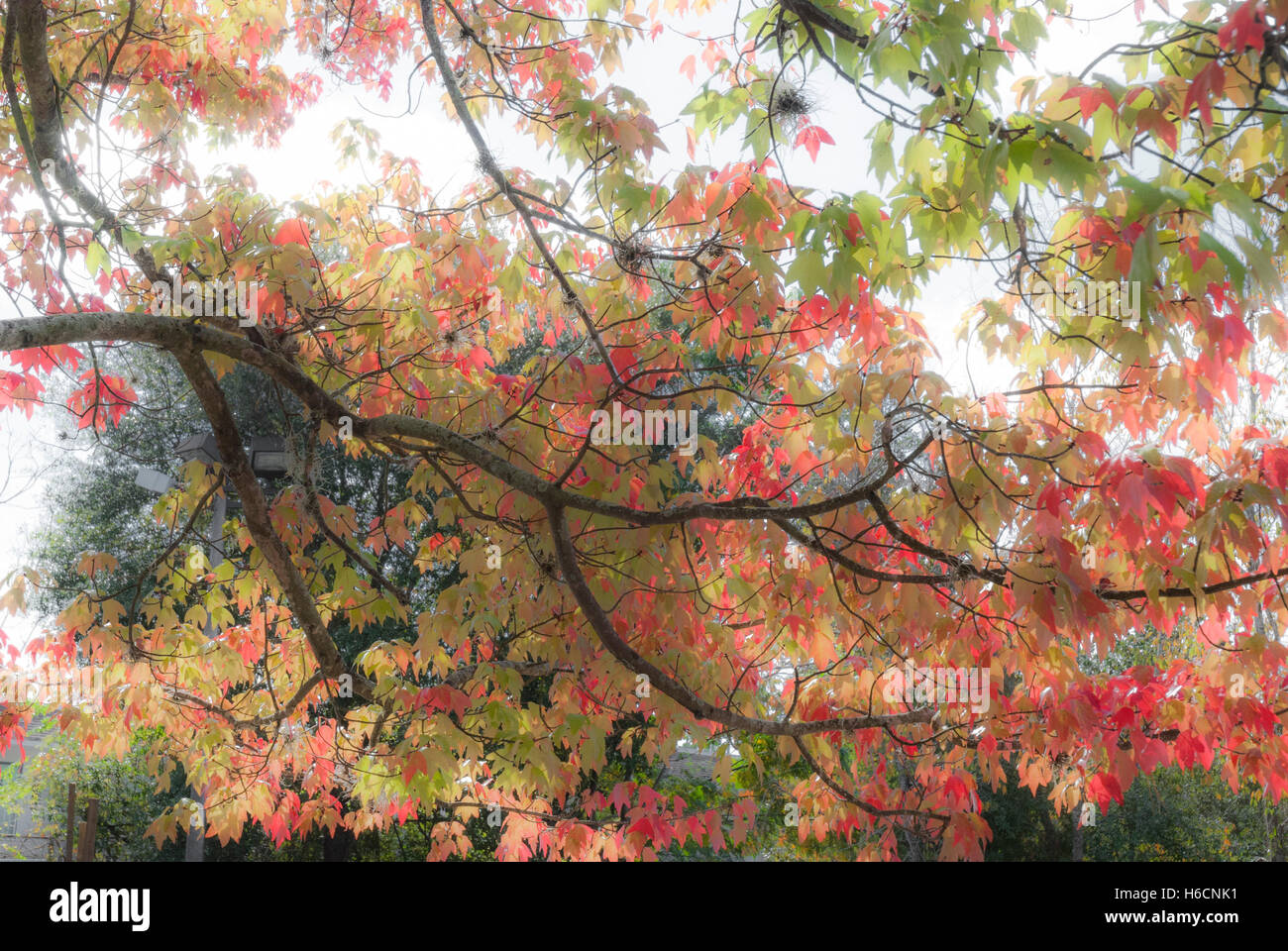 Fall mystical colors in North Florida Stock Photo - Alamy