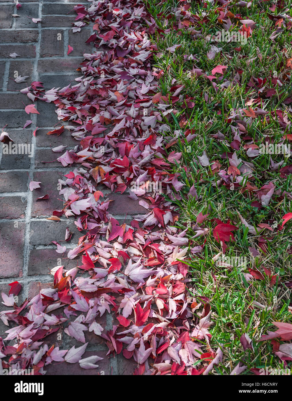 Change of ground grass hi-res stock photography and images - Alamy