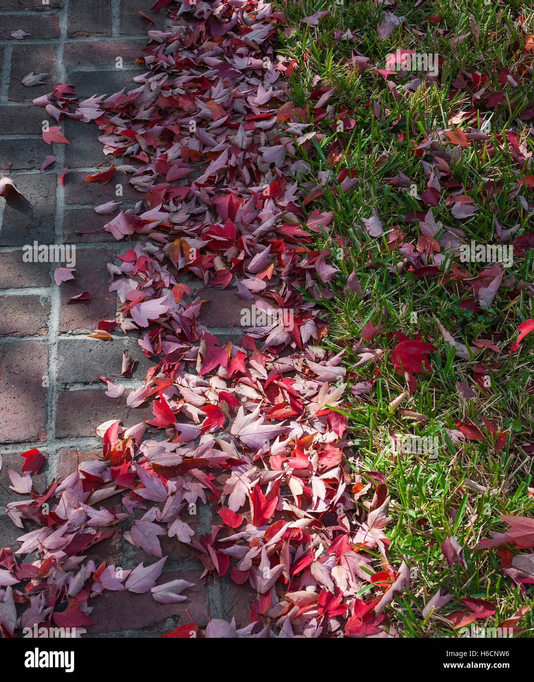 Fallen fall colors on the ground Stock Photo - Alamy